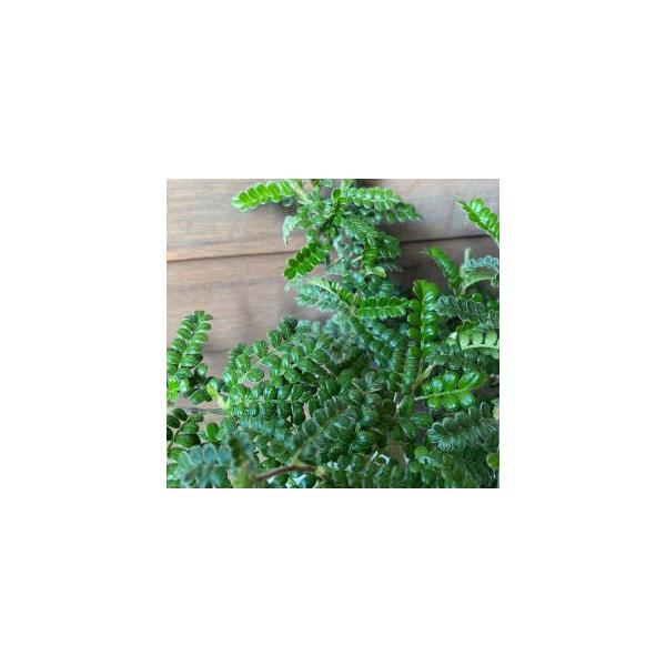 イソザンショウ（磯山椒）５寸スクエア鉢植え別名：テンノウメ（天の梅）バラ科半耐寒性　常緑小低木小笠原や屋久島、台湾、ハワイなどに分布小さな光沢のある葉が魅力的な小型の常緑樹沖縄県や南西諸島などの海岸に自生する植物花は白で小さな球形の赤い実を...