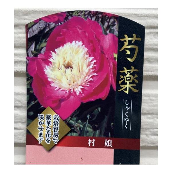 芍薬（シャクヤク）　村娘12センチポット植えボタン科　宿根草開花時期：5月〜6月頃■管理のポイント日当たりよく排水性のよい場所を好みます。腐葉土などを混ぜた肥沃な用土が最適です。水は乾いたらたっぷり与えます。肥料は動き出す春と開花後、秋の計...