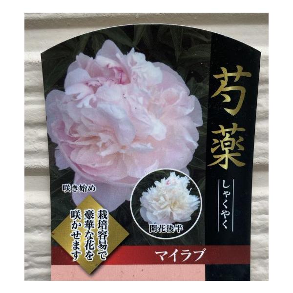 芍薬（シャクヤク）　マイラブ12センチポット植えボタン科　宿根草開花時期：5月〜6月頃■管理のポイント日当たりよく排水性のよい場所を好みます。腐葉土などを混ぜた肥沃な用土が最適です。水は乾いたらたっぷり与えます。肥料は動き出す春と開花後、秋...