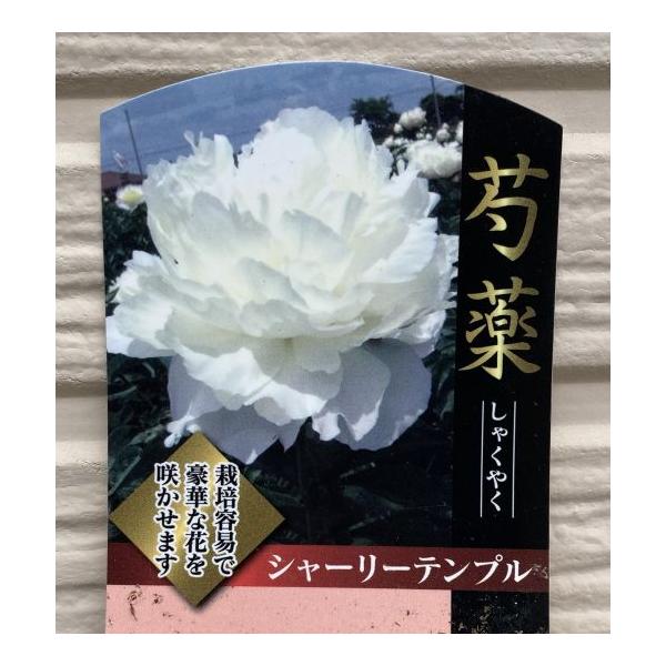 芍薬（シャクヤク）　シャーリーテンプル12センチポット植えボタン科　宿根草開花時期：5月〜6月頃■管理のポイント日当たりよく排水性のよい場所を好みます。腐葉土などを混ぜた肥沃な用土が最適です。水は乾いたらたっぷり与えます。肥料は動き出す春と...