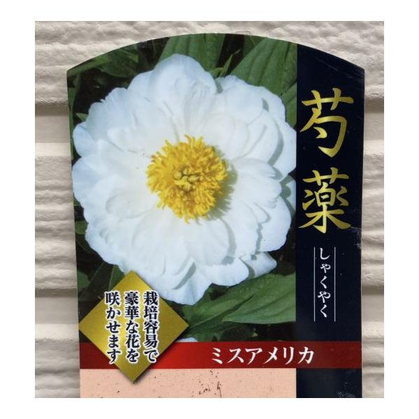 芍薬（シャクヤク）　ミスアメリカ12センチポット植えボタン科　宿根草開花時期：5月〜6月頃■管理のポイント日当たりよく排水性のよい場所を好みます。腐葉土などを混ぜた肥沃な用土が最適です。水は乾いたらたっぷり与えます。肥料は動き出す春と開花後...