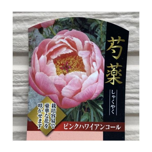 芍薬（シャクヤク）　ピンクハワイアンコール12センチポット植えボタン科　宿根草開花時期：5月〜6月頃■管理のポイント日当たりよく排水性のよい場所を好みます。腐葉土などを混ぜた肥沃な用土が最適です。水は乾いたらたっぷり与えます。肥料は動き出す...