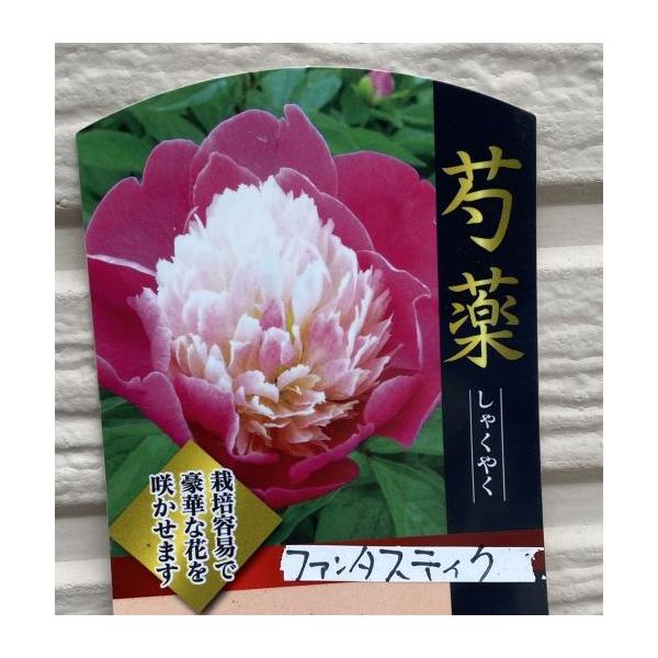 芍薬（シャクヤク）　ファンタスティク　ファンタスティック12センチポット植えボタン科　宿根草開花時期：5月〜6月頃■管理のポイント日当たりよく排水性のよい場所を好みます。腐葉土などを混ぜた肥沃な用土が最適です。水は乾いたらたっぷり与えます。...