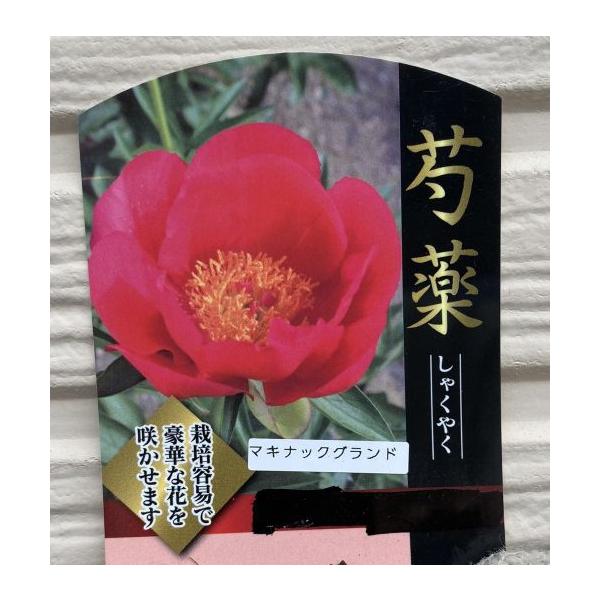 芍薬（シャクヤク）　マキナックグランド12センチポット植えボタン科　宿根草開花時期：5月〜6月頃■管理のポイント日当たりよく排水性のよい場所を好みます。腐葉土などを混ぜた肥沃な用土が最適です。水は乾いたらたっぷり与えます。肥料は動き出す春と...