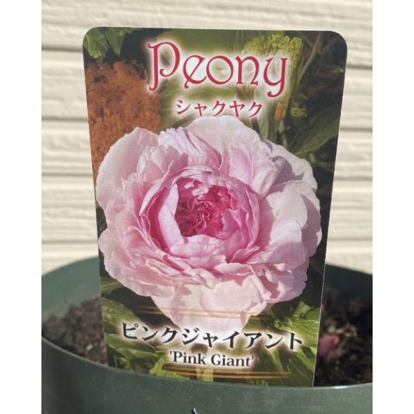 芍薬（シャクヤク）　ピンクジャイアント2年生養成大株　21センチ硬質鉢植え◎ピンクジャイアント明るめの桃花八重咲き大輪種。花径は15〜20センチ程度。花弁は丸みをおびた優しい雰囲気で、切花向きの品種です。ボタン科　宿根草開花時期：5月〜6月...
