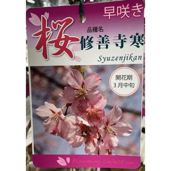 桜　苗木　修善寺寒桜　シュゼンジカンザクラ規格：5寸ポット植え<BR>接ぎ木1〜２年生苗<BR>樹高：60〜80センチ程度修善寺寒桜（シュゼンジカンザクラ）は、カンヒザクラとオオシマザクラの雑種と推定される、３月下旬...