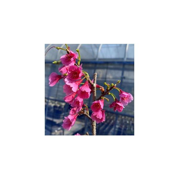 桜　苗木　寒緋桜　カンヒサクラ規格：６寸鉢植え接ぎ木2〜3年生苗樹高：60〜80センチ程度寒緋桜（カンヒザクラ）は、カンヒザクラ系サクラで、花は濃紅紫色の一重咲き。緋寒桜（ヒカンザクラ）とも呼ばれることがあったが、彼岸桜（ヒガンザクラ）と混...