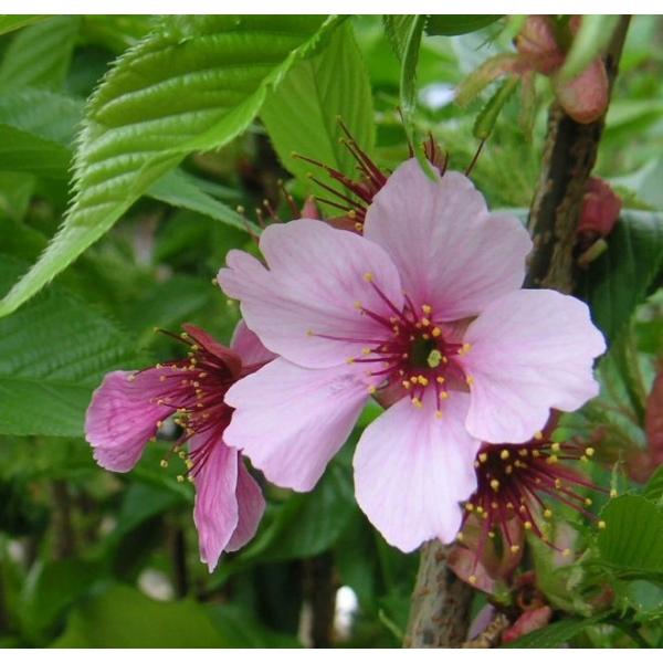 桜　苗木　陽光桜規格：６寸鉢植え接ぎ木2〜3年生苗樹高：60〜80cm程度陽光桜（ヨウコウザクラ）は、カンヒザクラ系サクラで、花は淡紅色の一重咲き。大輪の花が枝から垂れさがるように咲きみごとです。■桜の栽培方法（桜の管理方法）桜は、日当たり...