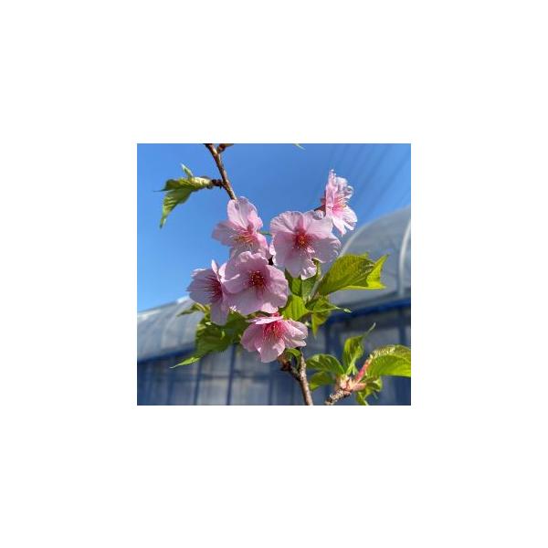 桜　苗木　河津桜　カワツサクラ規格：６寸鉢植え接ぎ木2〜3年生苗樹高：60〜80センチ程度河津桜（カワヅザクラ）は、カンヒザクラ系サクラで、花は淡紅色の一重咲き。緋寒桜と大島桜の交配種で早咲き種。静岡県河津町に多く植えられており、桜の名所と...