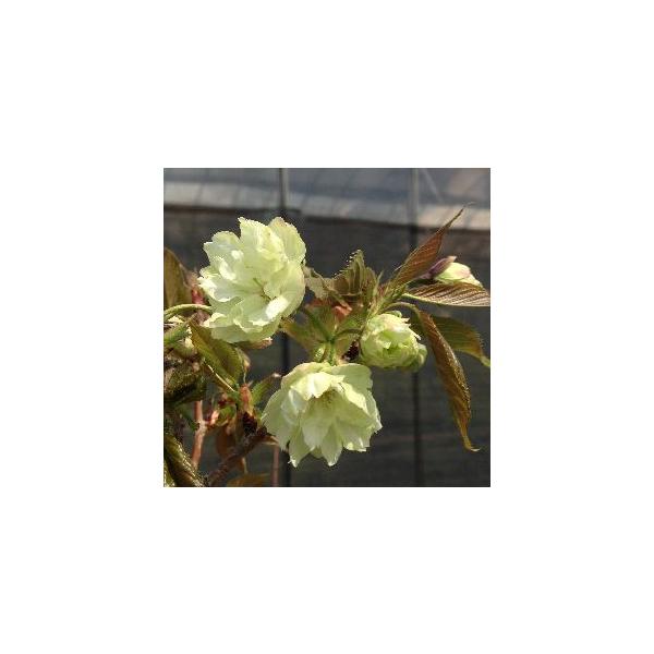 桜　苗木　右近桜　ウコンサクラ規格：６寸鉢植え接ぎ木2〜3年生苗樹高：60〜80センチ程度右近桜（ウコンザクラ）は、別名：黄桜・鬱金桜・黄金桜・浅黄桜とも呼ばれる。サトザクラ系サクラで、花は淡黄緑色の大輪系八重咲き。御衣黄桜とともに、その珍...