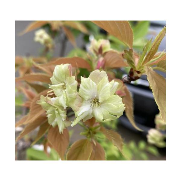 桜　苗木　御衣黄桜　ギョイコウサクラ規格：６寸鉢植え接ぎ木2〜3年生苗<BR>樹高：30〜50センチ程度御衣黄桜（ギョイコウザクラ）は、サトザクラ系サクラで、花は珍しい緑色（黄緑色）の八重咲き。開花が進むにつれて、緑色から次第に...