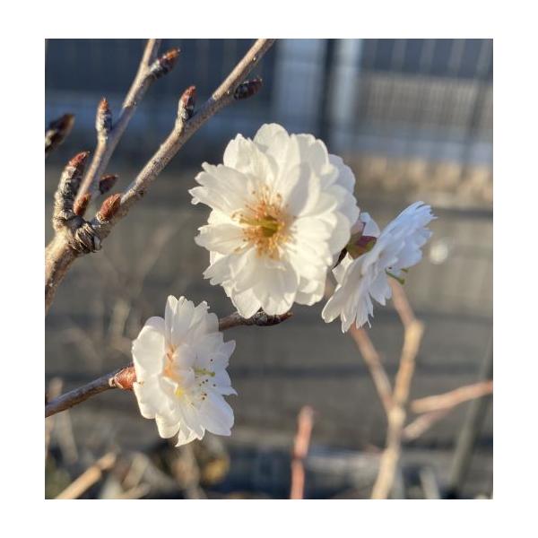 桜　大阪冬桜　オオサカフユサクラ　苗木　苗　桜の木規格：６寸鉢植え接ぎ木2〜3年生苗樹高：60〜80センチ程度大阪冬桜（オオサカフユザクラ）は、白花の小輪八重咲きタイプで秋から春にかけて長い間花を咲かせ続けます。■桜の栽培方法（桜の管理方法...