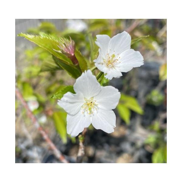 桜　大島桜　オオシマサクラ　苗木　苗　桜の木規格：６寸鉢植え接ぎ木2〜3年生苗樹高：60〜80センチ程度大島桜（オオシマザクラ）は、伊豆諸島に多く自生する桜で名前の由来となっており、野生種のヤマザクラ系品種です。桜餅を包む大きな葉は、このオ...