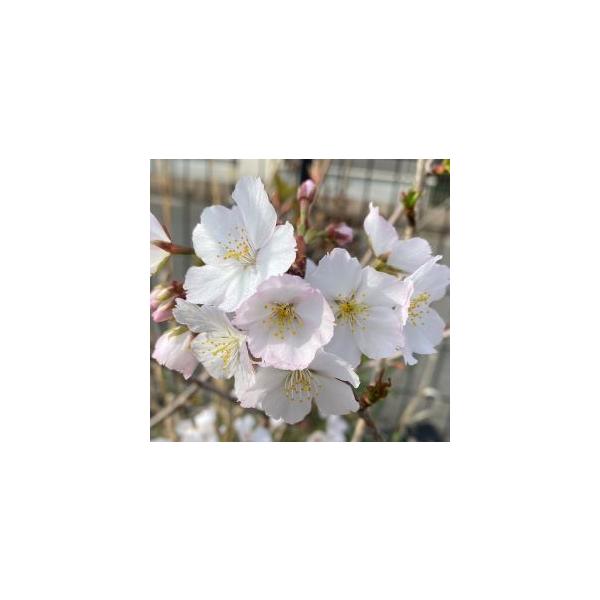 桜　静匂桜　シズカニオイザクラ　苗木　苗　桜の木規格：６寸鉢植え接ぎ木2〜3年生苗樹高：60〜80センチ程度静匂桜（シズカニオイサクラ）は、ヤマザクラ系サクラで花は淡紅色の一重咲き。