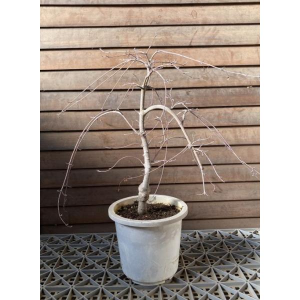 枝垂れ紅葉（シダレモミジ）＊品種不明カエデ科カエデ属耐寒性落葉高木６寸鉢植え■モミジ（紅葉、カエデ、楓）の管理方法・日当たりの良い場所を好みます。・用土は通気性と水はけのよい肥沃な土を好みますが、乾燥を嫌いますので適度な保水性が必要です。・...