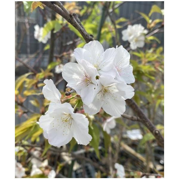 桜　苗木　吉野枝垂れ桜規格：6寸鉢植え接ぎ木2〜3年生苗樹高：60〜80センチ程度吉野枝垂れ桜（ヨシノシダレザクラ）は、エドヒガンザクラ系サクラで、花は淡紅色の一重咲き。染井吉野桜の枝垂れ品種で、花をたくさんつけた姿は圧巻です。