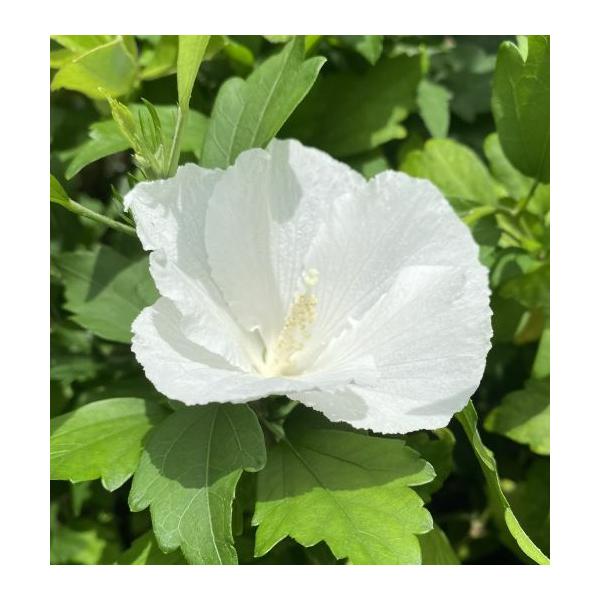 純白白花ムクゲ（一重咲）5寸鉢植えムクゲ（槿、木槿、無窮花）はハイビスカスの仲間で、夏から秋にかけて開花し、美しい花が人気のある花木です。耐寒性も耐暑性もあるため、生け垣などによく利用され、また切り花や茶花としても利用される人気のある花です...