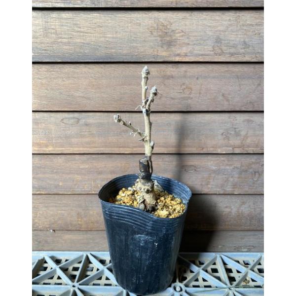 矮性カシワの木　接木4寸ポット植え　樹高10〜2０センチ程度矮性柏の木は、最大樹高2メートル程度に収まる大きくならないカシワノキです。カシワ（柏の木）は、五月の節句に出される柏餅に使用される大きな葉が特徴の落葉樹です。秋に紅葉した葉が春に新...