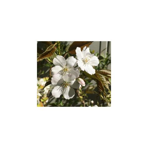 桜　苗木　駿河台匂桜規格：6寸鉢植え接ぎ木2〜3年生苗樹高：60〜80センチ程度駿河台匂桜：スルガダイニオイザクラは、大島桜の中でもとりわけ香りの良い品種として有名です。江戸の昔、駿河台に有った武家屋敷のお庭に植えてあった香りのよいヤマザク...