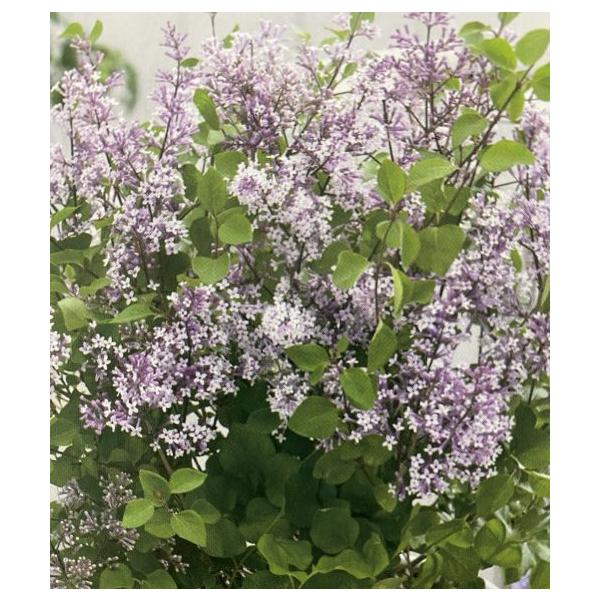 ドワーフライラック　フラワーフェスタ　パープル規格：4号鉢植え　樹高20〜30センチ程度姫ライラックスは、小さな樹形で美しい花を咲かせるためとても人気のあるライラックです。花付きがよく小苗から花が咲きます。鉢植え栽培でも楽しめる強健品種です...