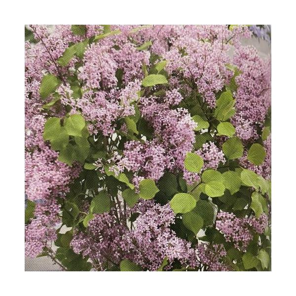 ドワーフライラック　フラワーフェスタ　パープル規格：4号鉢植え　樹高20〜30センチ程度姫ライラックスは、小さな樹形で美しい花を咲かせるためとても人気のあるライラックです。花付きがよく小苗から花が咲きます。鉢植え栽培でも楽しめる強健品種です...