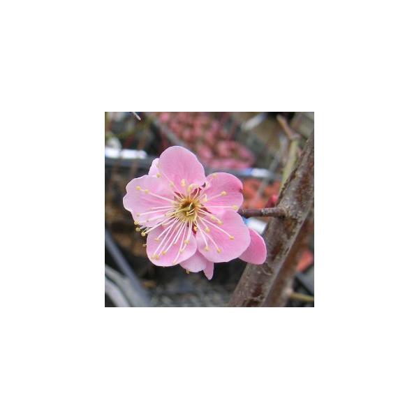 花梅　ハナウメ　道知辺　ミチシルベ　苗木規格：6寸鉢植え接ぎ木1〜2年生苗、樹高：80cm程度道知辺　梅（みちしるべ）：桃色の花は大輪の一重咲きで美しい花梅です。　野梅系野梅性（やばいけい　やばいしょう）と言われ、野梅（のうめ）から変化した...