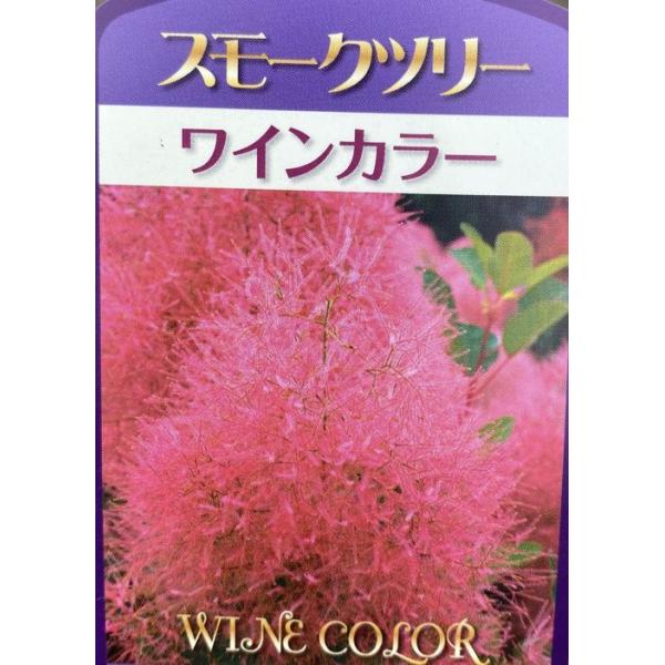 スモークツリー　ワインカラー＊緑葉、赤紫花、早生で花持ちが非常に良い中型樹3寸ポット植え和名：けむりの木耐寒性落葉低木原産：南ヨーロッパ〜中国南部開花時期：5月〜7月管理のポイント：日当たりが良く風通しの良い場所を好み、排水性のよい肥沃な用...