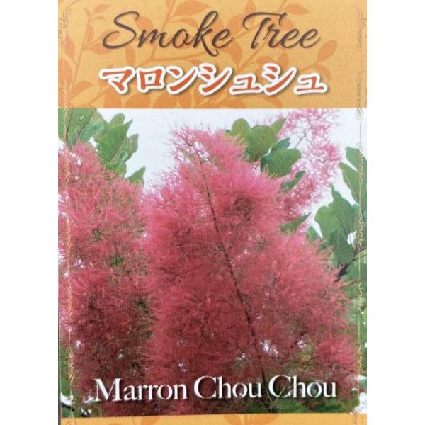スモークツリー　マロンシュシュ＊緑葉、赤紫花・花密度の濃い大輪多花性、大型樹3寸ポット植え和名：けむりの木耐寒性落葉低木原産：南ヨーロッパ〜中国南部開花時期：5月〜7月管理のポイント：日当たりが良く風通しの良い場所を好み、排水性のよい肥沃な...