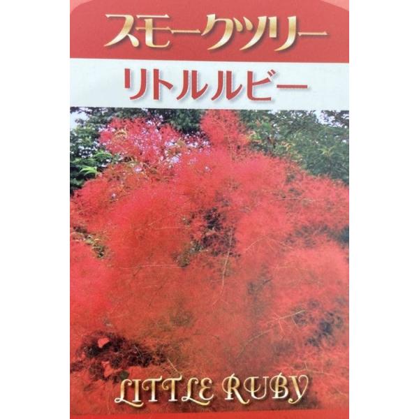スモークツリー　リトルルビー＊新芽赤、緑葉、鮮やかな赤花・やや小型樹・多花性、多分枝性、二季咲き性強く晩生の赤花の優良種3寸ポット植え和名：けむりの木耐寒性落葉低木原産：南ヨーロッパ〜中国南部開花時期：5月〜7月管理のポイント：日当たりが良...