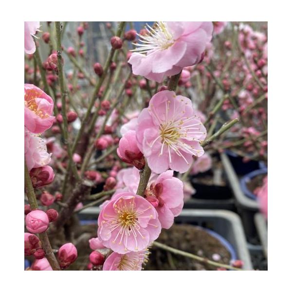 盆栽　花梅　見驚　ケンキョウ　高さ約20〜30センチ程度、5寸鉢植え（形状・色などは写真と異なる場合があります）個体差がありますので、画像とは樹形が異なります。開花時期：2月〜3月頃見驚　ケンキョウ：　梅の女王とも呼ばれる、ケンキョウ。淡い...