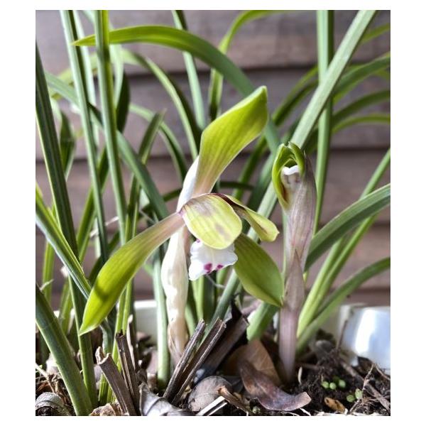 春蘭（シュンラン）ラン科シュンラン属5寸鉢植え日本のラン科の植物で、春に黄緑色の花を咲かせます。＊日本在来の原種系春蘭です。　＊園芸品種ではありません。■育て方のポイント風通しのよい半日陰の場所を好みます。用土は水はけがよく、通気性のよいも...