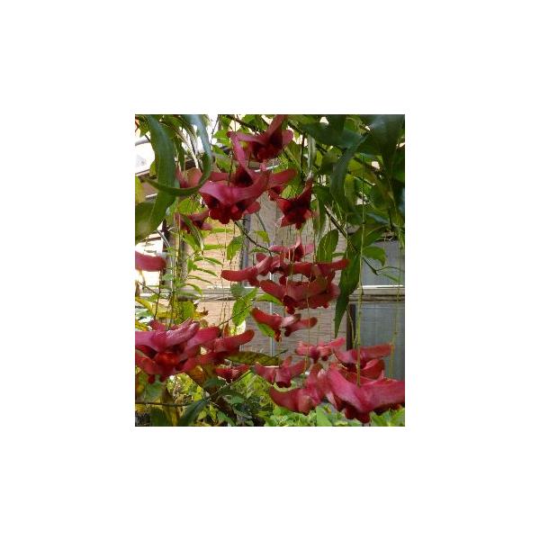 フウリンツリバナマユミ　　（風鈴吊花マユミ）ニシキギ科5寸鉢植え＊流通量が少ない、希少な「風鈴ツリバナマユミ」です。プロペラのような形をした実が付きます！■管理のポイント日当たりが良く水はけの良い場所で、肥沃な用土を好みます。耐寒性が強く育...