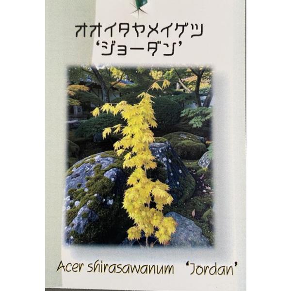 オオイタヤメイゲツ　ジョーダン　８寸鉢植えオウゴンイタヤカエデ（黄金イタヤモミジ）別名、キンカクレは、イタヤカエデ（オオイタヤメイゲツ）の黄金品種で、新緑がとても美しい黄緑色になりますジョーダンは、海外で作出されたオオイタヤメイゲツの新品種...