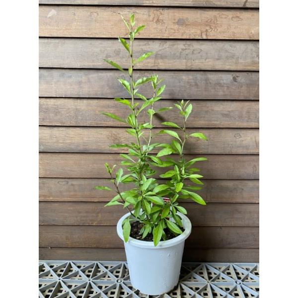 千成クコ　鈴なりクコ　　5寸鉢植え別名：ゴジベリークコは、その赤い実が186歳もの長寿だった久米仙人が愛用したという伝説があります。果実は酒に漬けこんでクコ酒にする他、生食やドライフルーツでも利用される。千成クコはとても美付きの良い選抜種の...