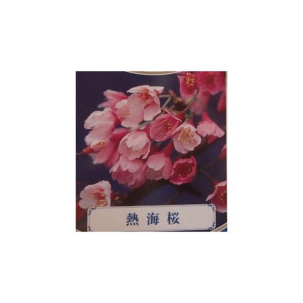 桜　苗木　熱海寒桜　アタミカンザクラ規格：6寸鉢植え接ぎ木2〜3年生苗樹高：60〜80センチ程度熱海寒桜（アタミカンザクラ）、熱海桜は、ヒカンザクラ系サクラで、花は淡紅紫色の一重咲き。花と同時に葉も展開する早咲き品種です。観光地として有名な...