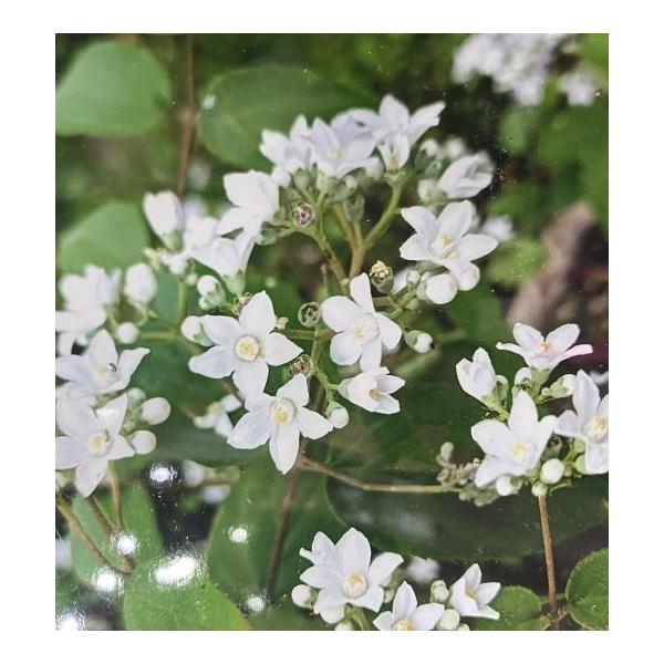 シセンウツギ 四川ウツギ４寸ポット植えユキノシタ科ウツギ属落葉低木花期：5月〜9月頃四川ウツギは、小型でブッシュ状に育ち開花時期が、５月から９月と長く、白色の小さな星型の花を房状に咲かせる人気のウツギです。