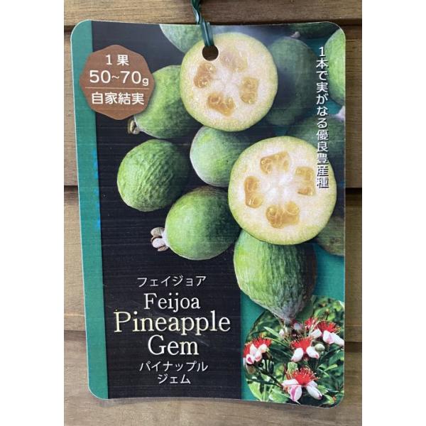 フェイジョア　パイナップルジェム　5号ポット植え　接ぎ木苗<br>フェイジョアは、トロピカルな真っ赤な花とパイナップルのような甘い果実が魅力の熱帯性果樹です。熱帯果樹ではありますが、耐寒性が高く、美しい常緑の葉と、真っ赤な花にと...
