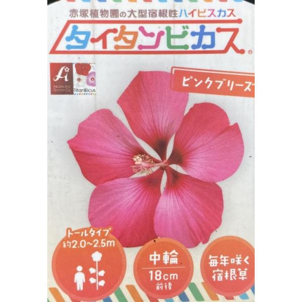 タイタンビカス　ピンクブリーズ＊濃いピンクの中輪。花弁の重ならないモミジアオイタイプの爽やかな花。純粋なモミジアオイにはこの色合いは無い。葉の切れ込みは深く、枝もあまり茂らないので、さらさらと風が抜けるイメージで涼しげ！（ブリーズとはそよ風...