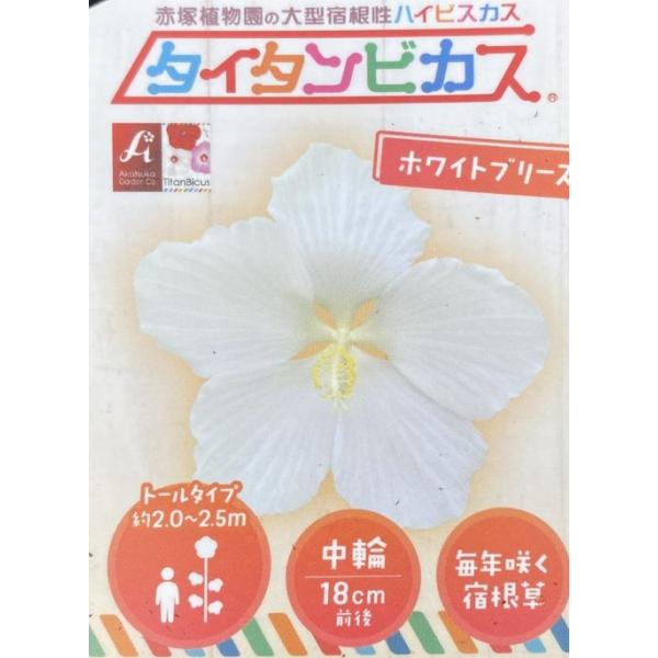 タイタンビカス　ホワイトブリーズ＊白花中輪。花弁の重ならないモミジアオイタイプの爽やかな花。純粋な白花モミジアオイよりも２週間ほど開花が早い。葉の切れ込みは深く、枝もあまり茂らないので、さらさらと風が抜けるイメージで涼しげ！（ブリーズとはそ...
