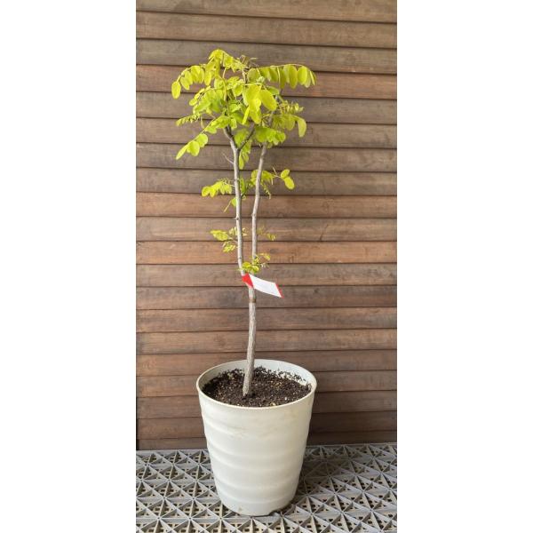 黄金葉ニセアカシア　フリーシアマメ科ハリエンジュ属耐寒性落葉中高木9号鉢植え開花時期：5月〜6月頃（白花）耐寒性が強く日本全国で栽培が可能です。根が浅いため、強風などで倒れないように添え木をお奨めします。