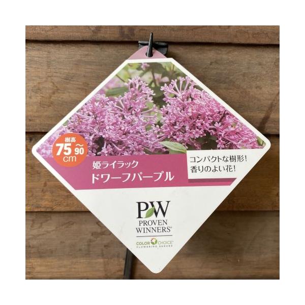 姫ライラック　ドワーフパープル規格：5号ポット植え　樹高1０〜4０センチ程度姫ライラックスは、小さな樹形で美しい花を咲かせるためとても人気のあるライラックです。花付きがよく小苗から花が咲きます。鉢植え栽培でも楽しめる強健品種です。◎姫ライラ...