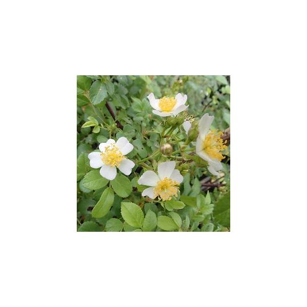 ５寸鉢植えトゲナシノイバラ（棘無し野薔薇）　白花日本全国に自生するノイバラ。＊全くトゲが無いわけではありませんので、ご注意ください。