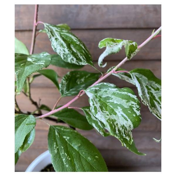 花梅　ハナウメ　翁梅　オキナバイ　苗木<br>規格：5寸鉢植え<br>挿し木木2〜3年生苗、樹高：20〜40センチ程度<BR>翁梅（オキナバイ）：綺麗な斑が葉に入る花梅。　白花一重咲き