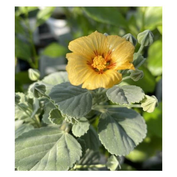 イリマ（Ilima）　シダ　フラックス5寸鉢植えアオイ科キンゴジ属ハワイ諸島原産の樹高100センチ程度の小さな木で、オアフ島の島花です。直径3センチ程度の黄色い花を春から秋にかけて長期間綺麗に咲き続けます。真夏の暑い直射日光にも耐えるため、...