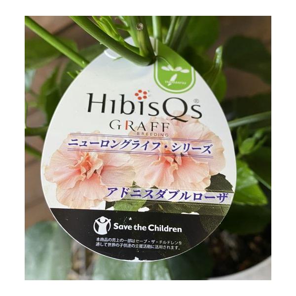 5号鉢植え　ハイビスカス　アドニスダブルローザ　 ロングライフ・シリーズロングライフ・シリーズとは、従来のハイビスカスに比べて、非常に花持ちが良いコンパクトタイプのハイビスカスです。花芽が一度に沢山上がるので次々に花を楽しめます。