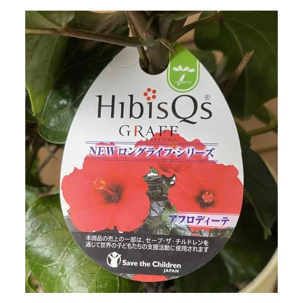 5号鉢植え　ハイビスカス　アフロディーテ　 ロングライフ・シリーズロングライフ・シリーズとは、従来のハイビスカスに比べて、非常に花持ちが良いコンパクトタイプのハイビスカスです。花芽が一度に沢山上がるので次々に花を楽しめます。