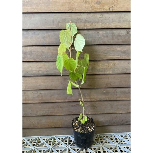 シナノキシナノキ科　耐寒性落葉樹3寸ポット植え、高さ約20〜30センチ内外、シナノキ（信濃の木）は、巨木になる落葉高木で、日本固有の植物です。西洋に自生するセイヨウシナノキは、西洋菩提樹（セイヨウボダイジュ）とも呼ばれ、ヨーロッパでは中世よ...