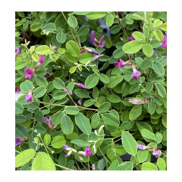屋久島萩　3寸ポット植え　樹高；季節により変化します。萩（ハギ）は、夏の終わりから秋にかけて開花する秋の七草のひとつです。屋久島萩：花付が良いとても小型の萩