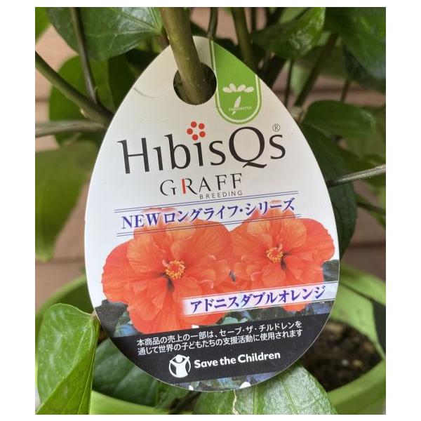 5号鉢植え　ハイビスカス　アドニスダブルオレンジ　 ロングライフ・シリーズロングライフ・シリーズとは、従来のハイビスカスに比べて、非常に花持ちが良いコンパクトタイプのハイビスカスです。花芽が一度に沢山上がるので次々に花を楽しめます。