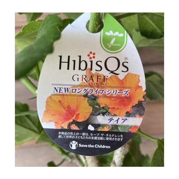 5号鉢植え　ハイビスカス　テイア　 ロングライフ・シリーズロングライフ・シリーズとは、従来のハイビスカスに比べて、非常に花持ちが良いコンパクトタイプのハイビスカスです。花芽が一度に沢山上がるので次々に花を楽しめます。